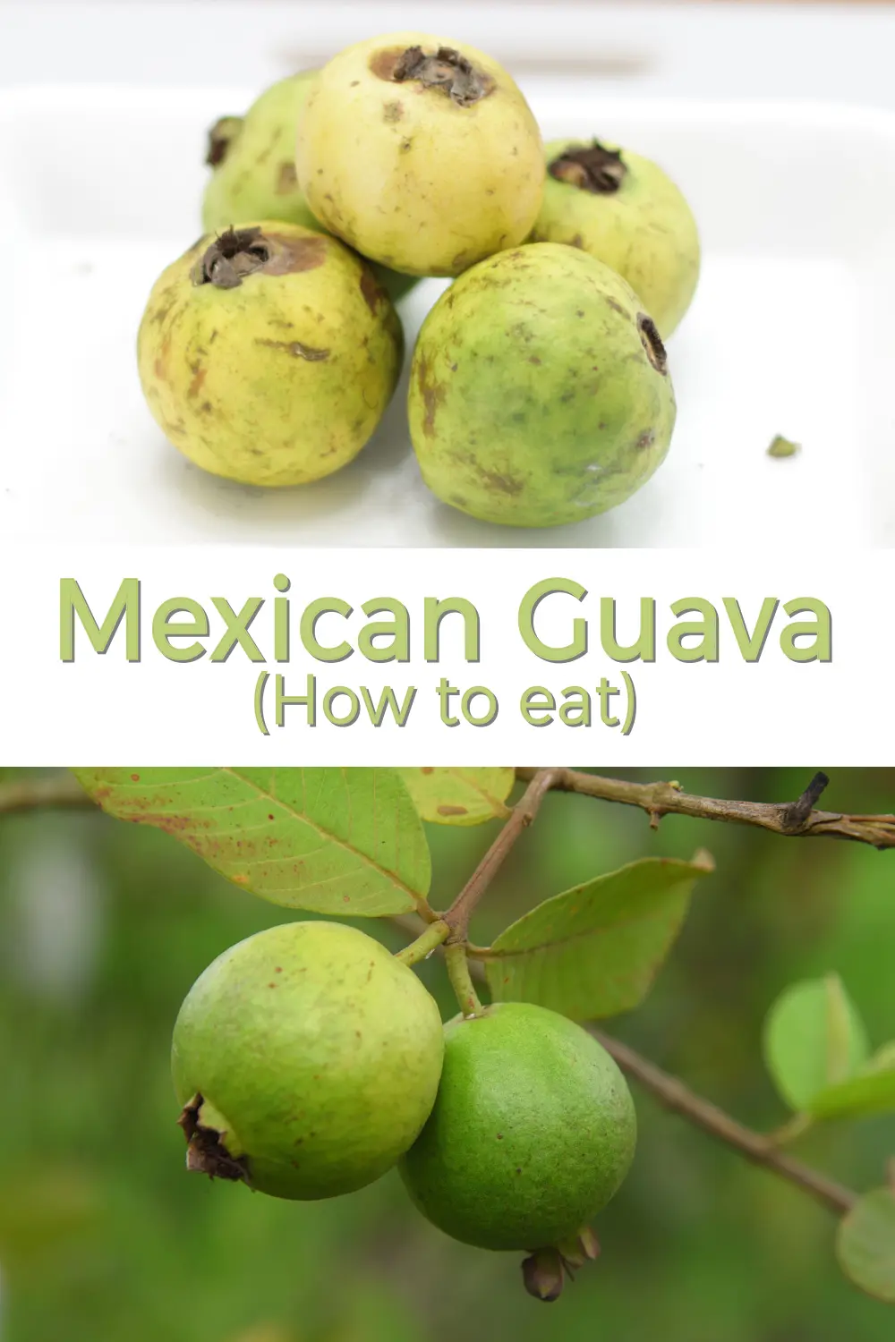 Mexican Guava How to Eat it and Taste Test | In The Kitchen With Matt