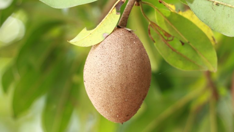Sapodilla How to Eat It What Does it Taste Like?