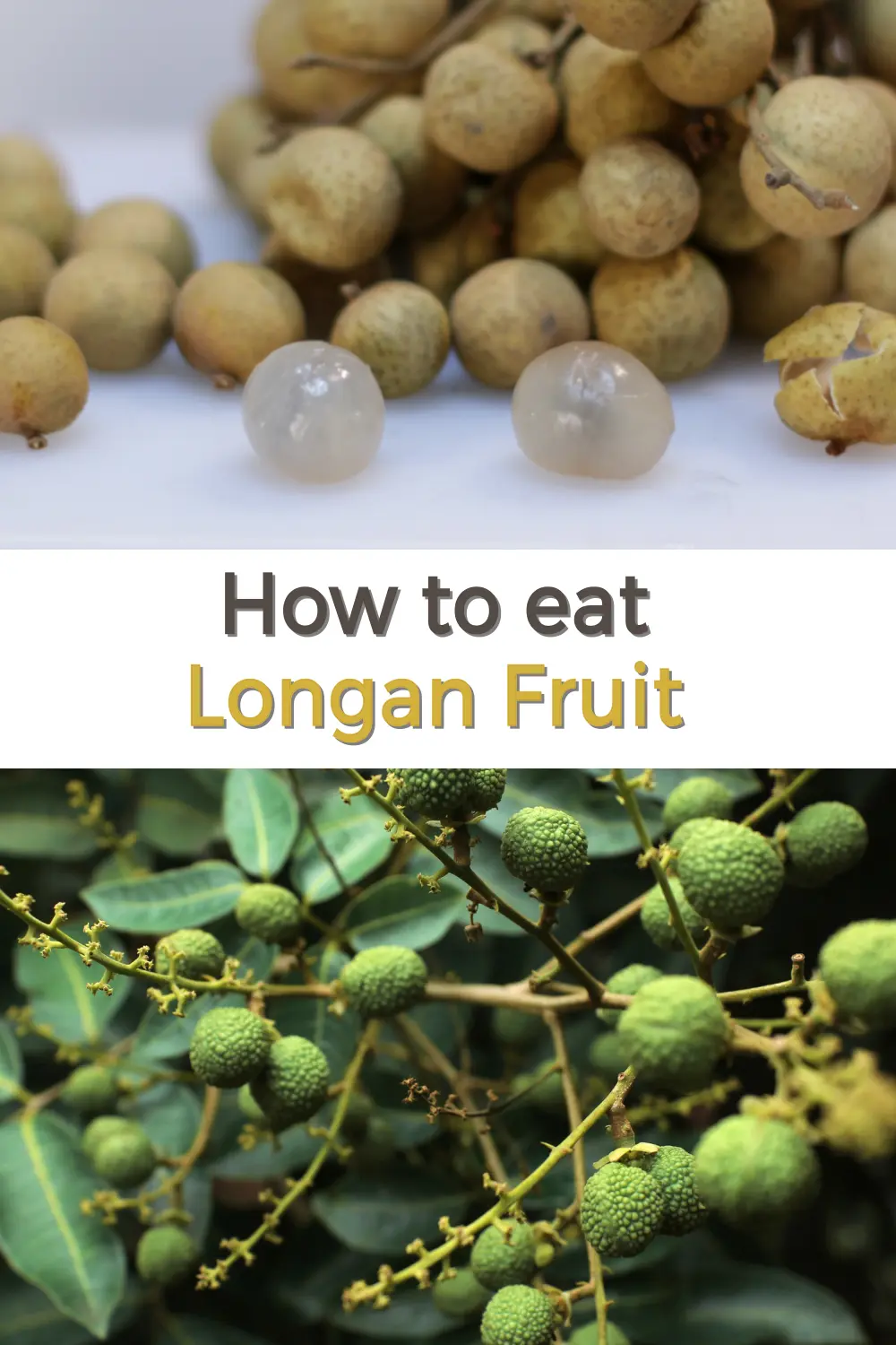 Longan Fruit How to Eat It and What Does It Taste Like