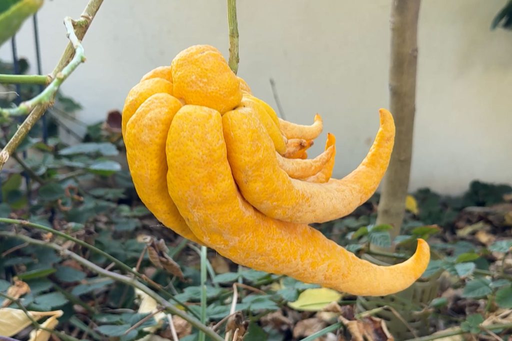 Buddha's Hand: How to Eat It And What It Tastes Like